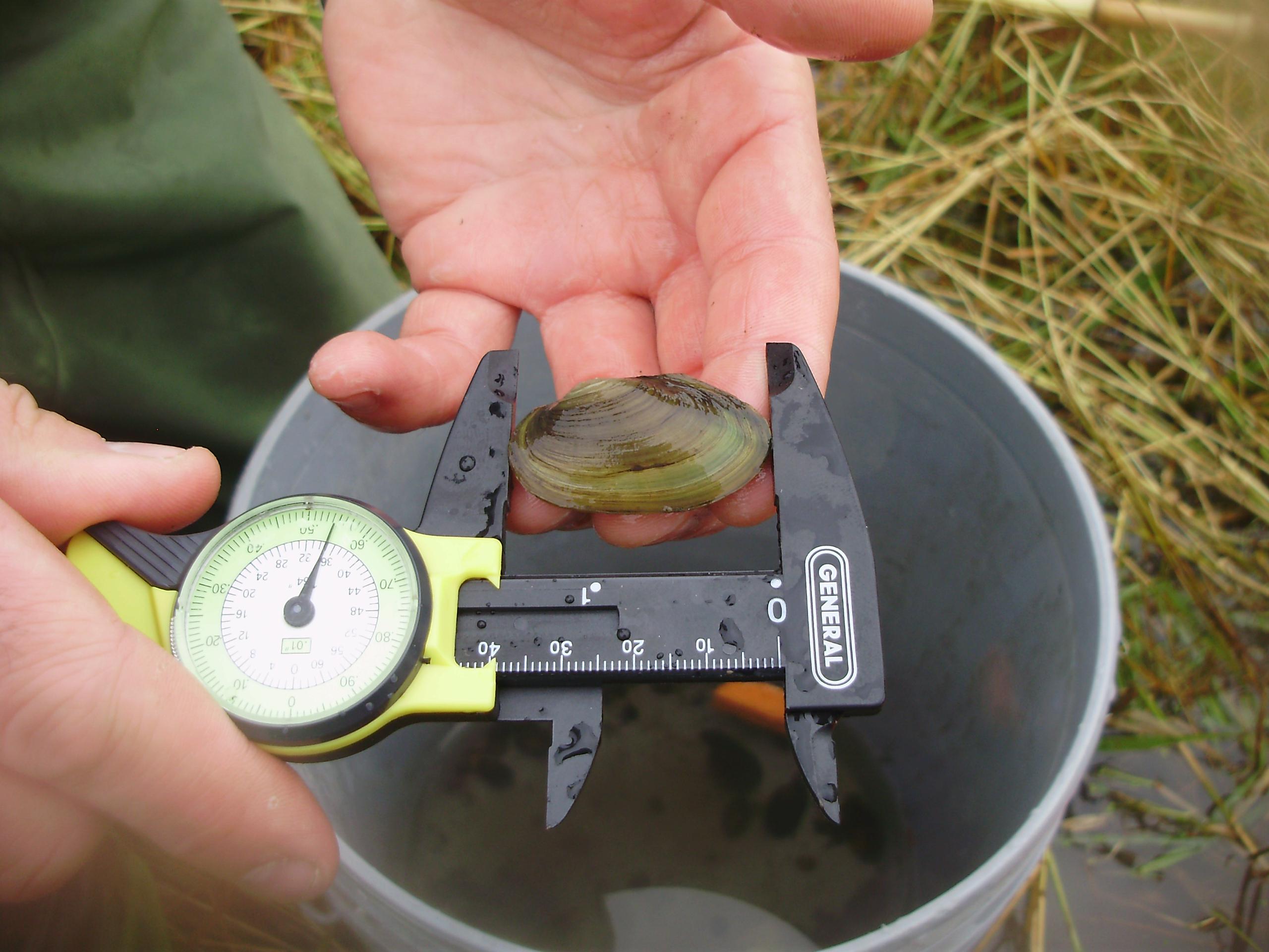 Mussel Survey for Utility