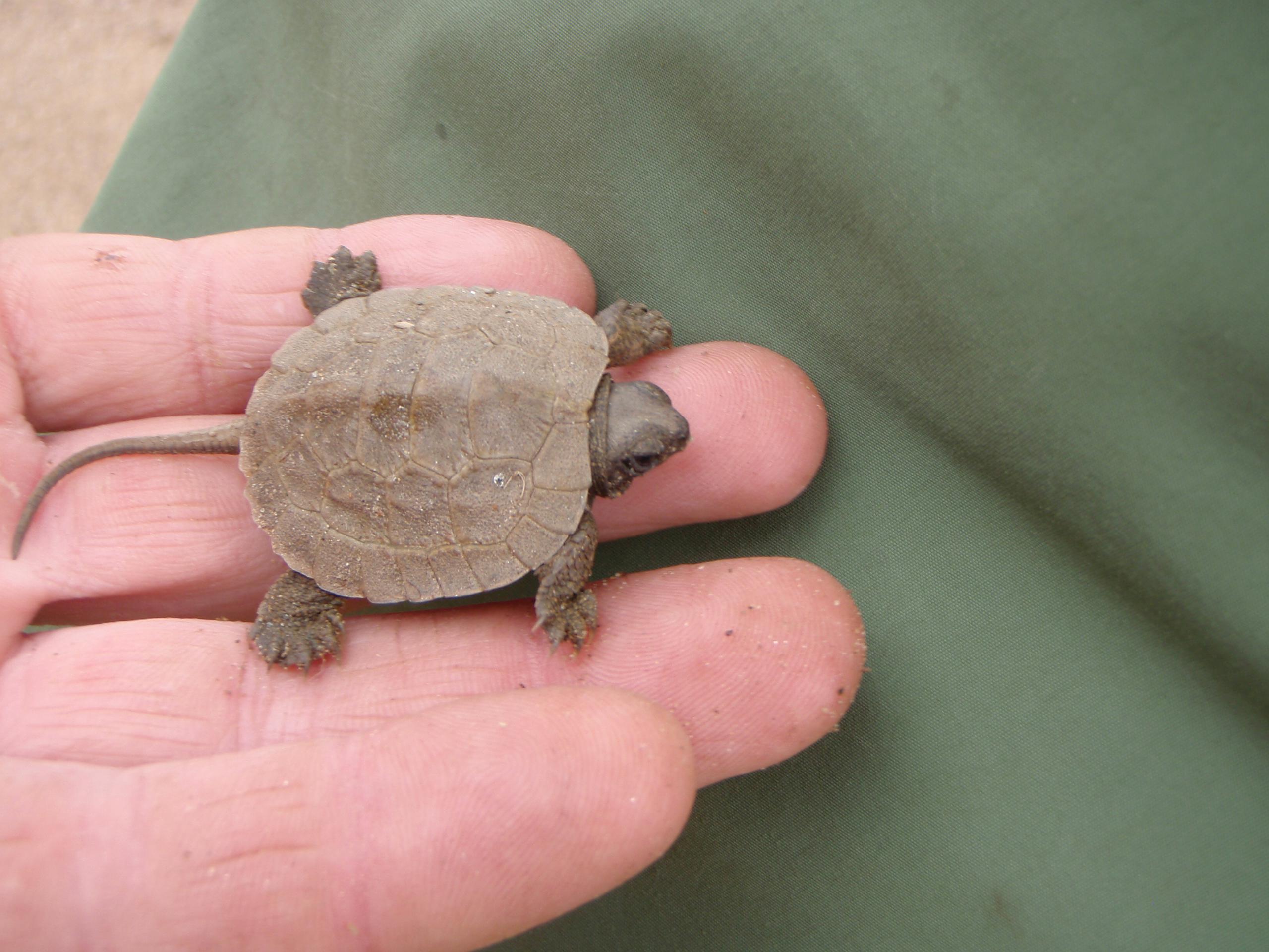 Turtle Habitat Assessment